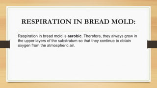 Bread molds by Sarah Ashfaq 51. fungi pptx | PPTX