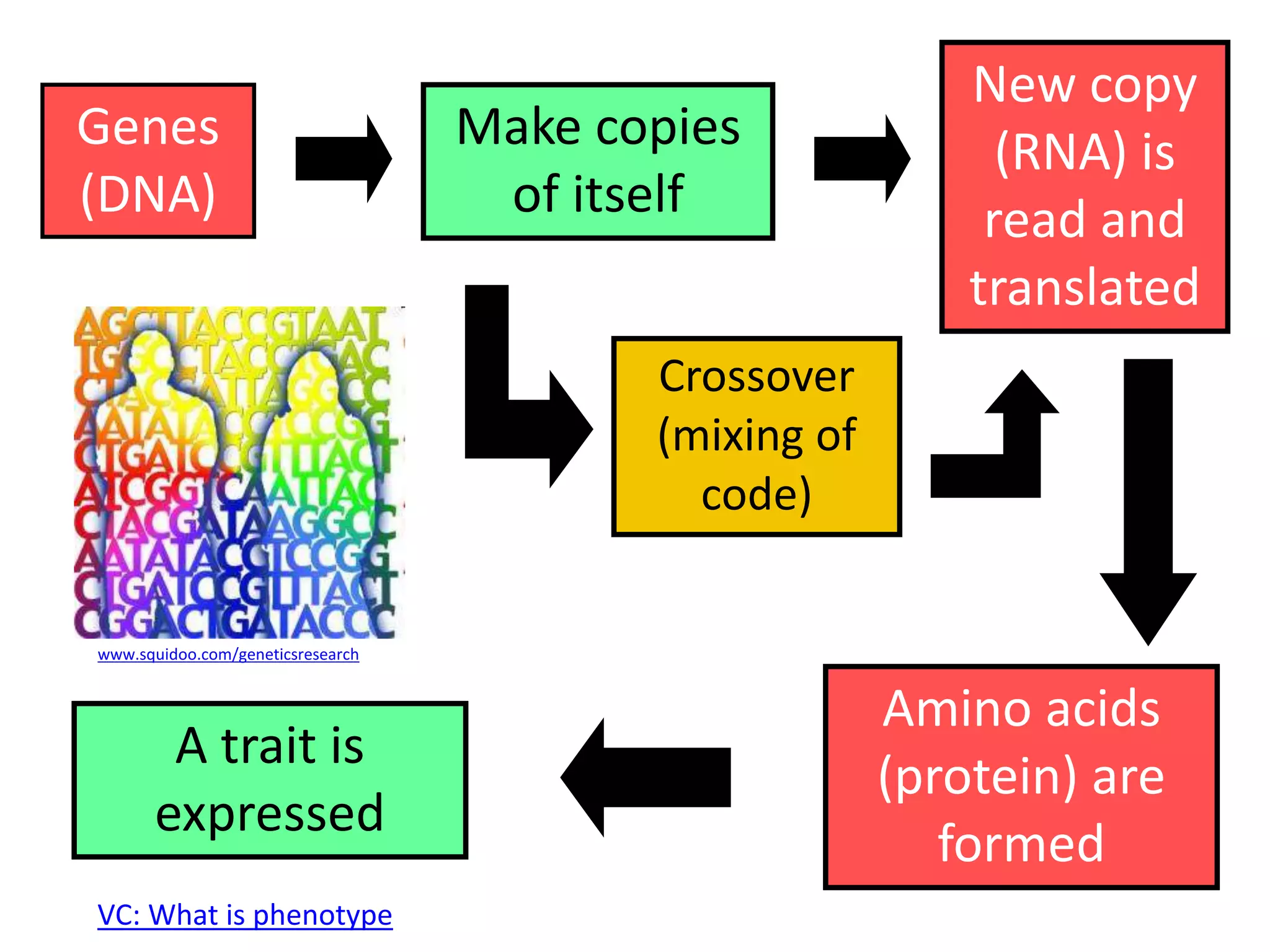 Breaking the-code-story-of-DNA | PPTX