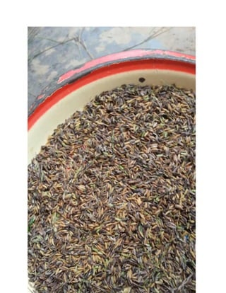 Breaking news first rice grown in tonekoh meta momo division cameroon ...