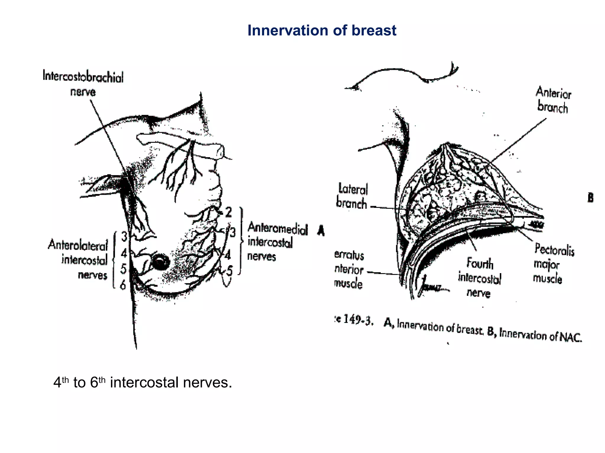 Breast | PPT