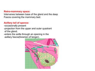 Breast | PPT