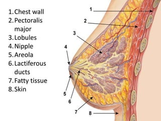Breast anatomy&physiology | PPSX
