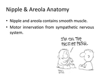 Breast Anatomy Physiology Ppsx
