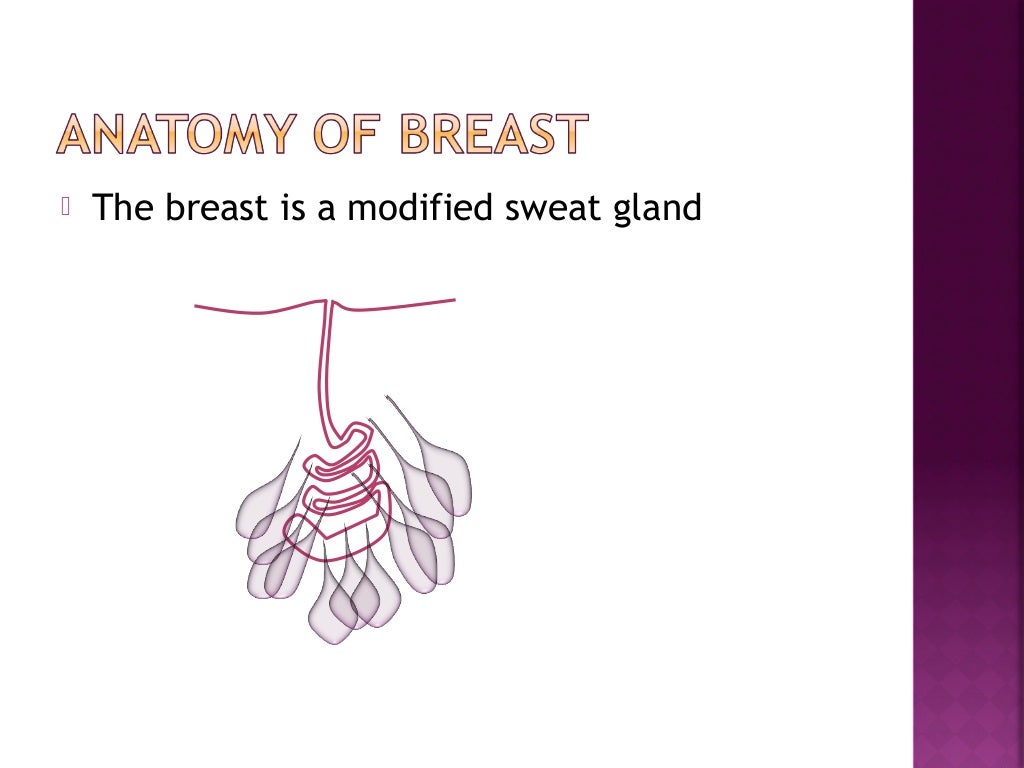 Surgical Anatomy of Breast and Approach to Breast Carcinoma Surgical Anatomy of Breast and Approach to Breast Carcinoma
