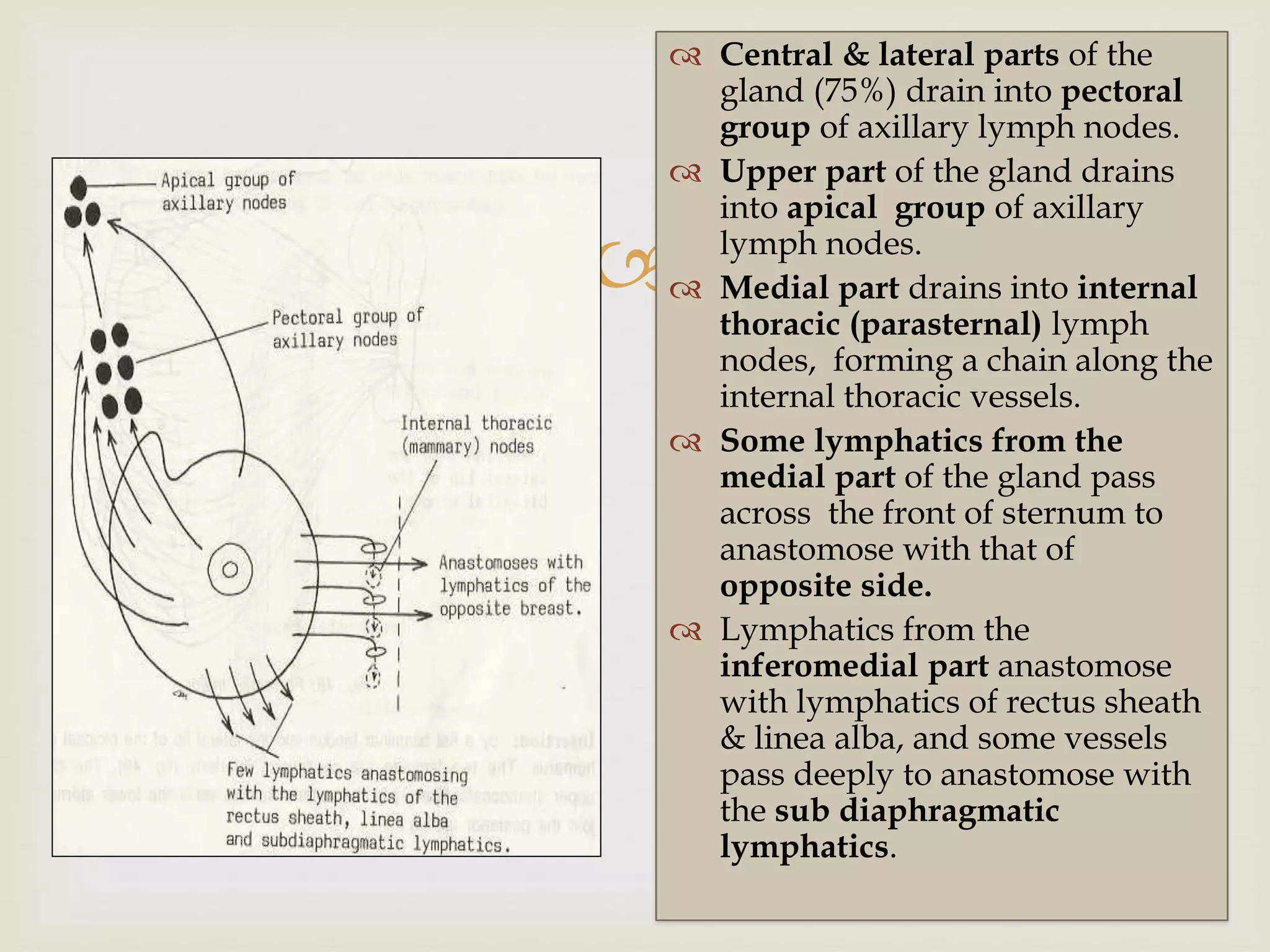 Breast | PPTX
