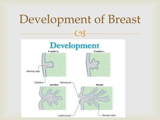 Breast | PPTX