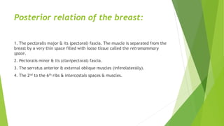 The Breast | PPTX