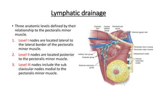 breast-190623053342.pdf