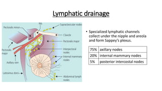 Breast Anatomy | PPTX
