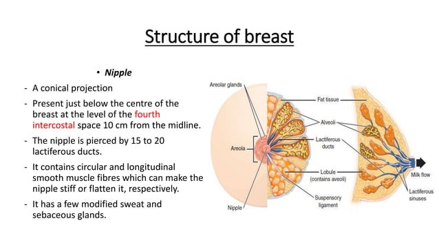 Breast Anatomy Pptx
