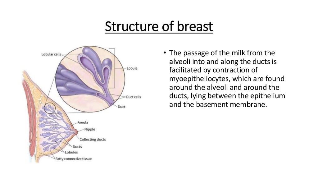 Breast Anatomy