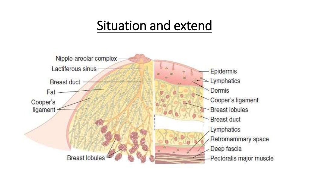 Breast Anatomy
