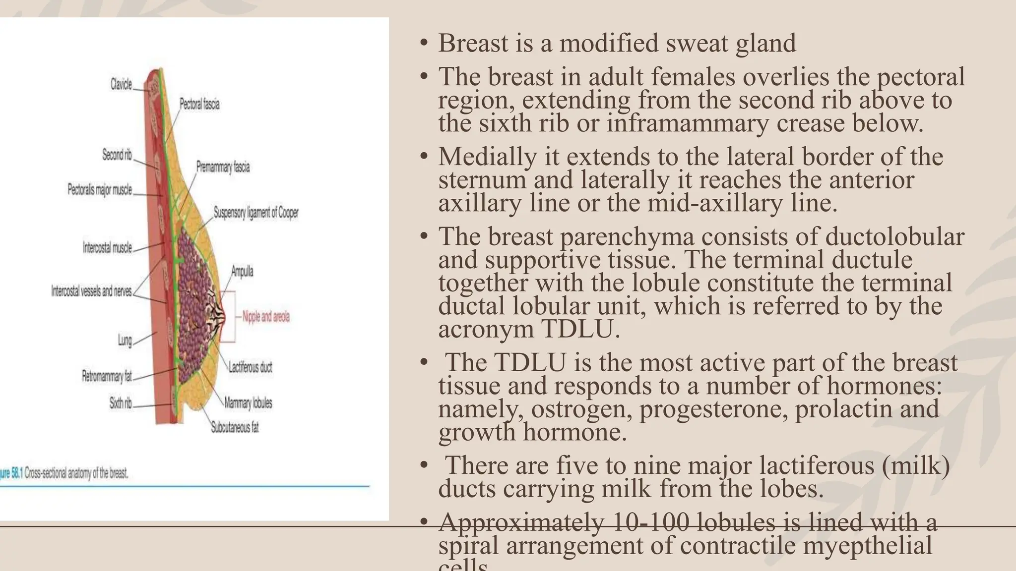 Breast cancer with anatomy physiology and staging .pptx