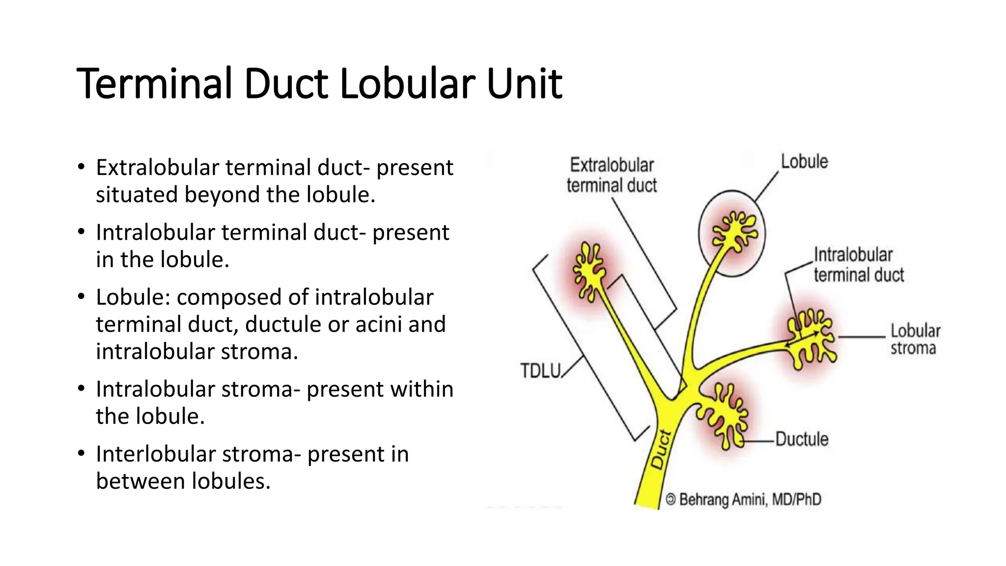 normal and malignant cytology of breast, cytology | PPTX