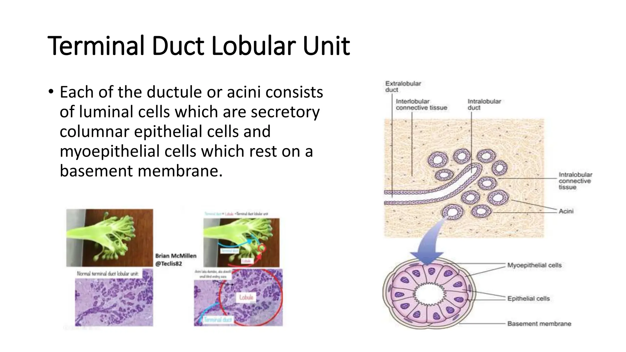 normal and malignant cytology of breast, cytology | PPTX