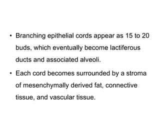 Breast - Anatomy and Phsiology with Congenital anomalies - Dr ...