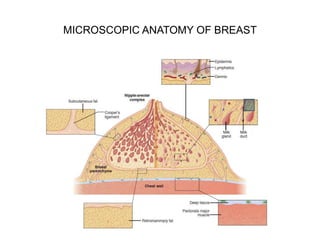 Breast - Anatomy and Phsiology with Congenital anomalies - Dr ...