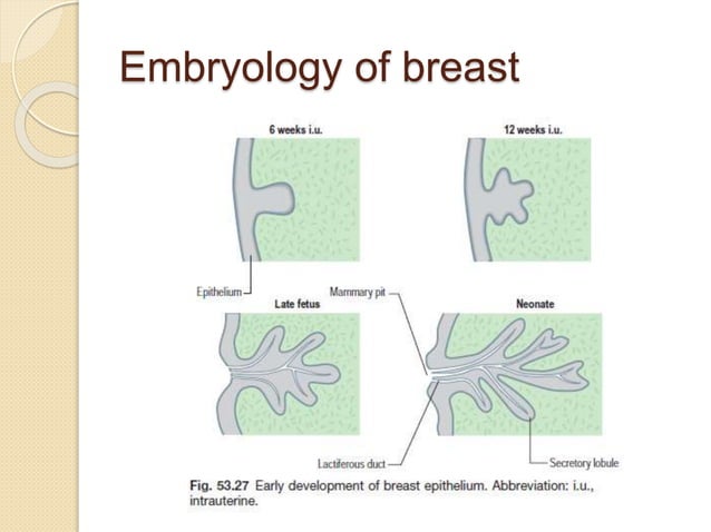 BREAST - ANATOMY AND PHYSIOLOGY.pptx | Biological Sciences | Science