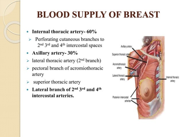 BREAST - ANATOMY AND PHYSIOLOGY.pptx | Biological Sciences | Science