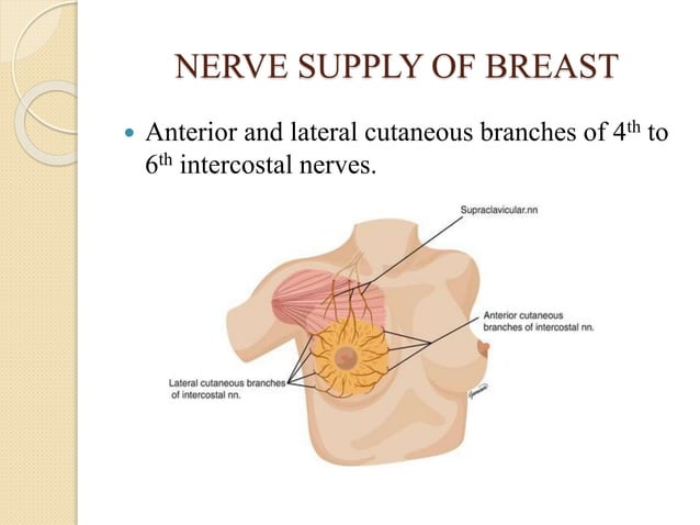 BREAST - ANATOMY AND PHYSIOLOGY.pptx | Biological Sciences | Science