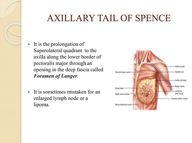 BREAST - ANATOMY AND PHYSIOLOGY.pptx | Biological Sciences | Science