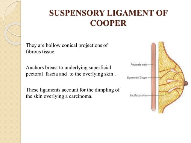 BREAST - ANATOMY AND PHYSIOLOGY.pptx | Biological Sciences | Science