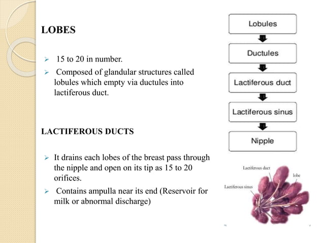BREAST - ANATOMY AND PHYSIOLOGY.pptx | Biological Sciences | Science