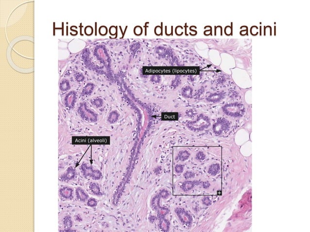 BREAST - ANATOMY AND PHYSIOLOGY.pptx | Biological Sciences | Science