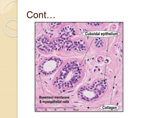 BREAST - ANATOMY AND PHYSIOLOGY.pptx | Biological Sciences | Science