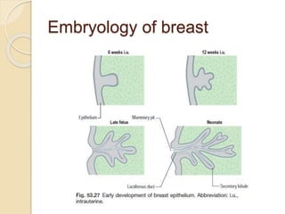 BREAST - ANATOMY AND PHYSIOLOGY.pptx