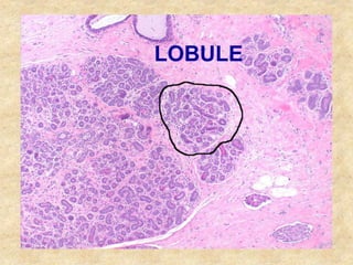 Breast introduction 1 | PPTX