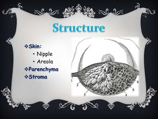 Breast anatomy | PPTX