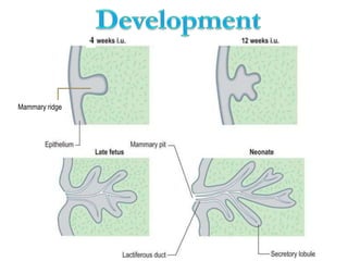 Breast anatomy | PPTX