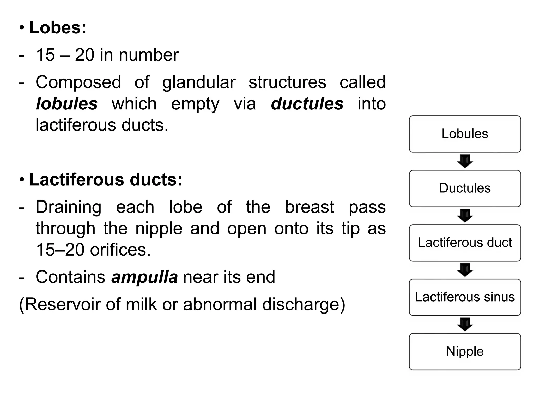 Breast anatomy | PDF