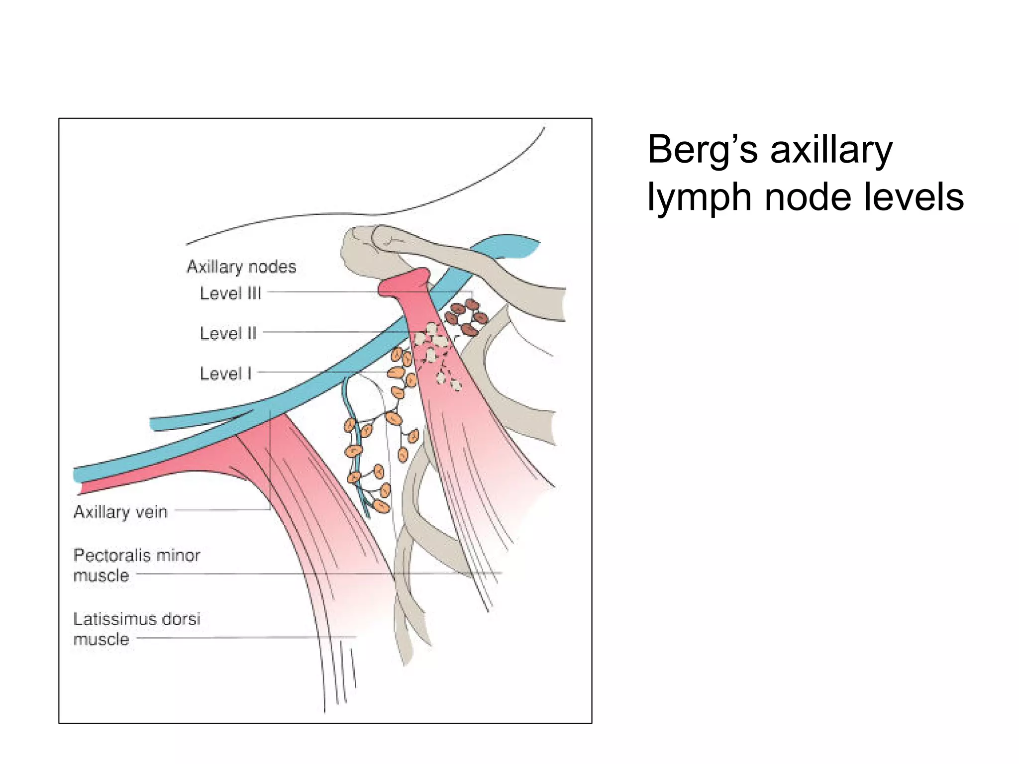 Breast anatomy | PDF