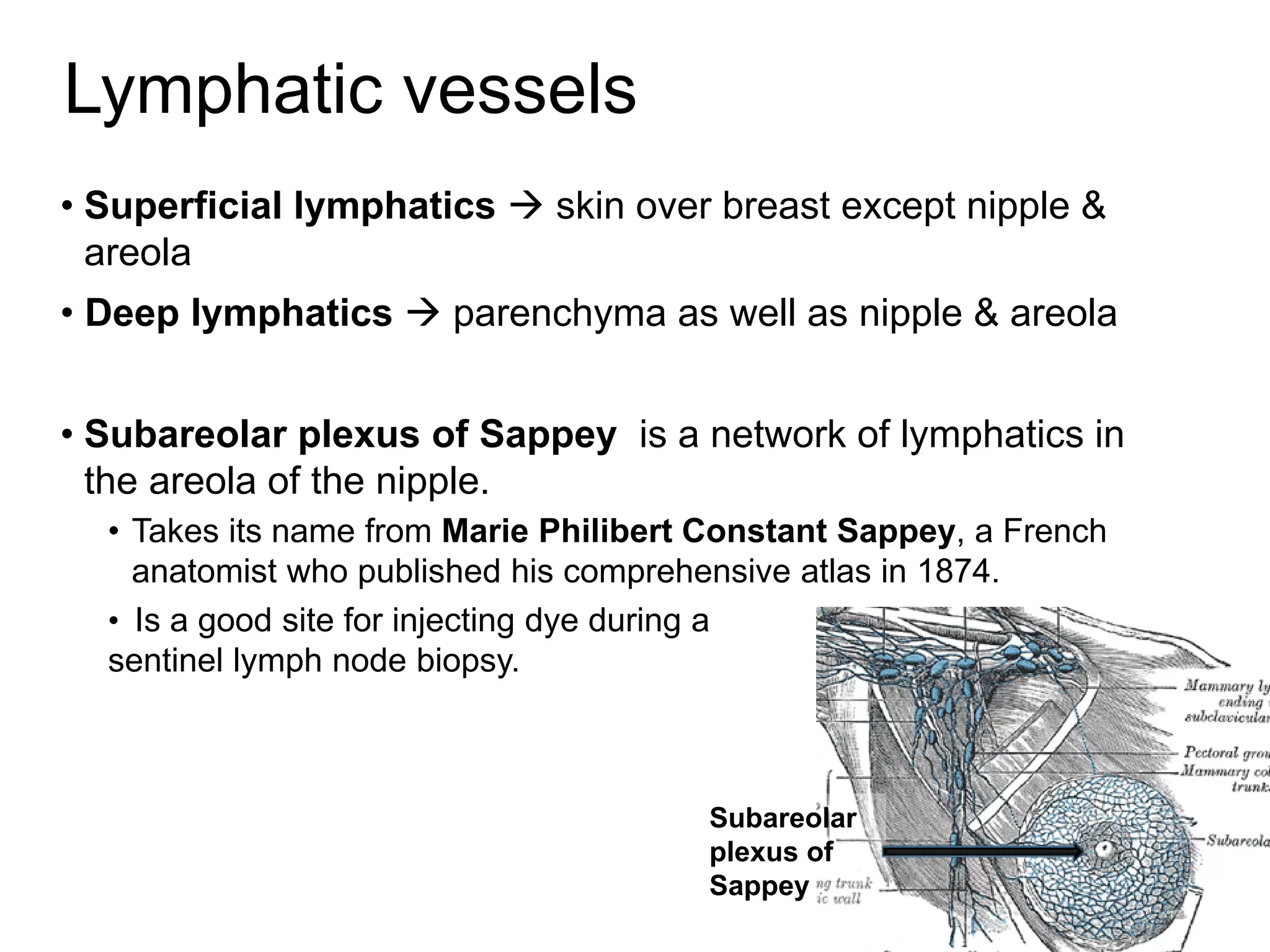 Breast anatomy | PDF