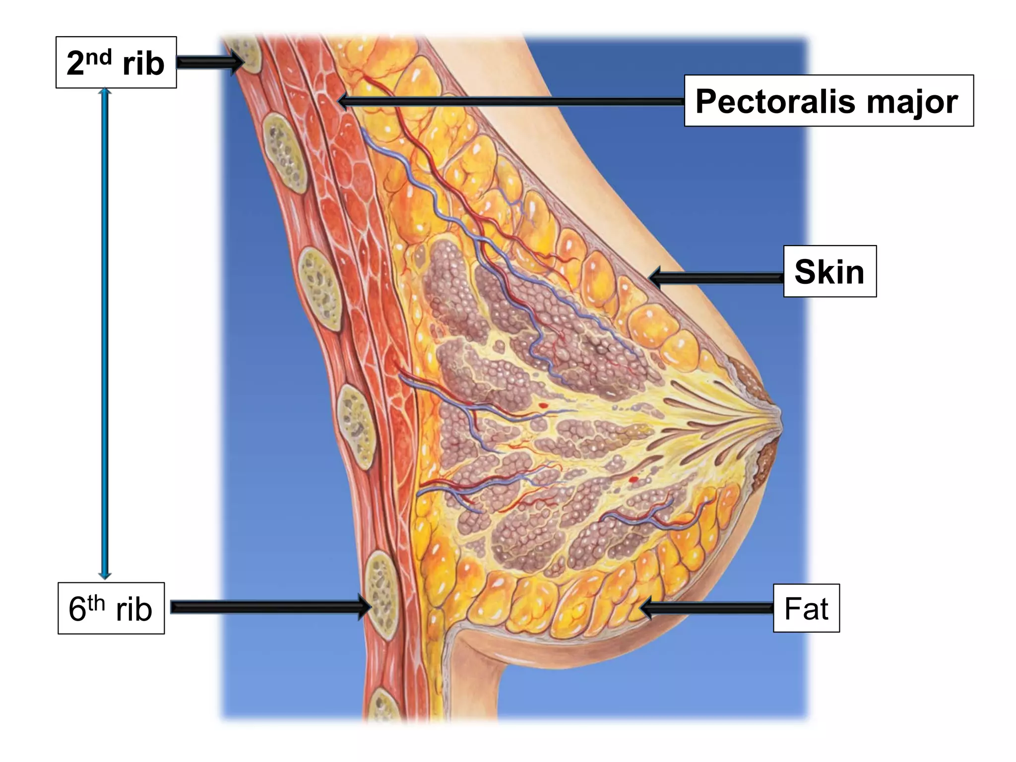 Breast Anatomy PDF breast-anatomy-pdf