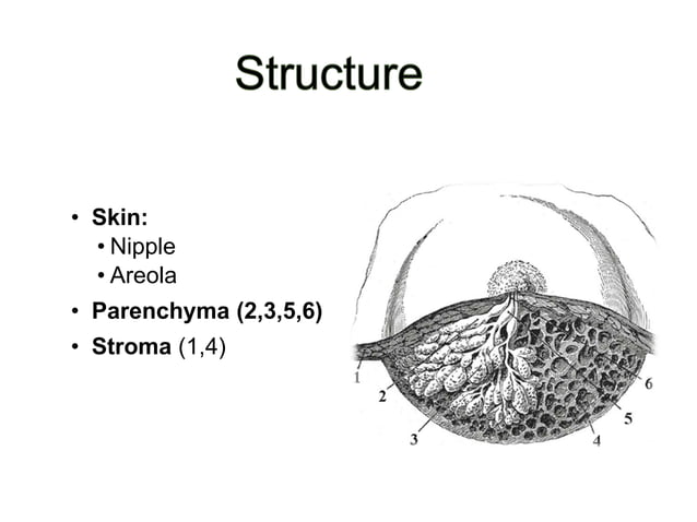 Breast anatomy | PDF