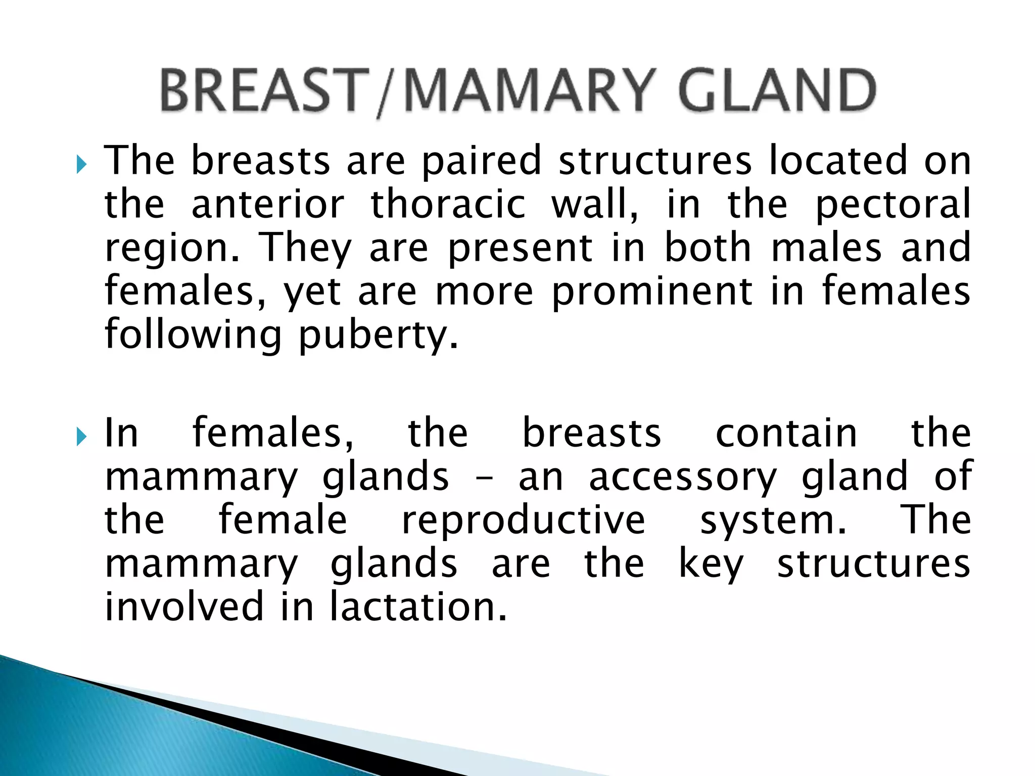 ANATOMY OF MAMMARY GLAND | PPTX