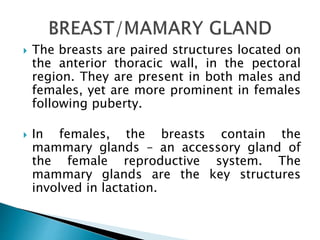 ANATOMY OF MAMMARY GLAND | PPTX