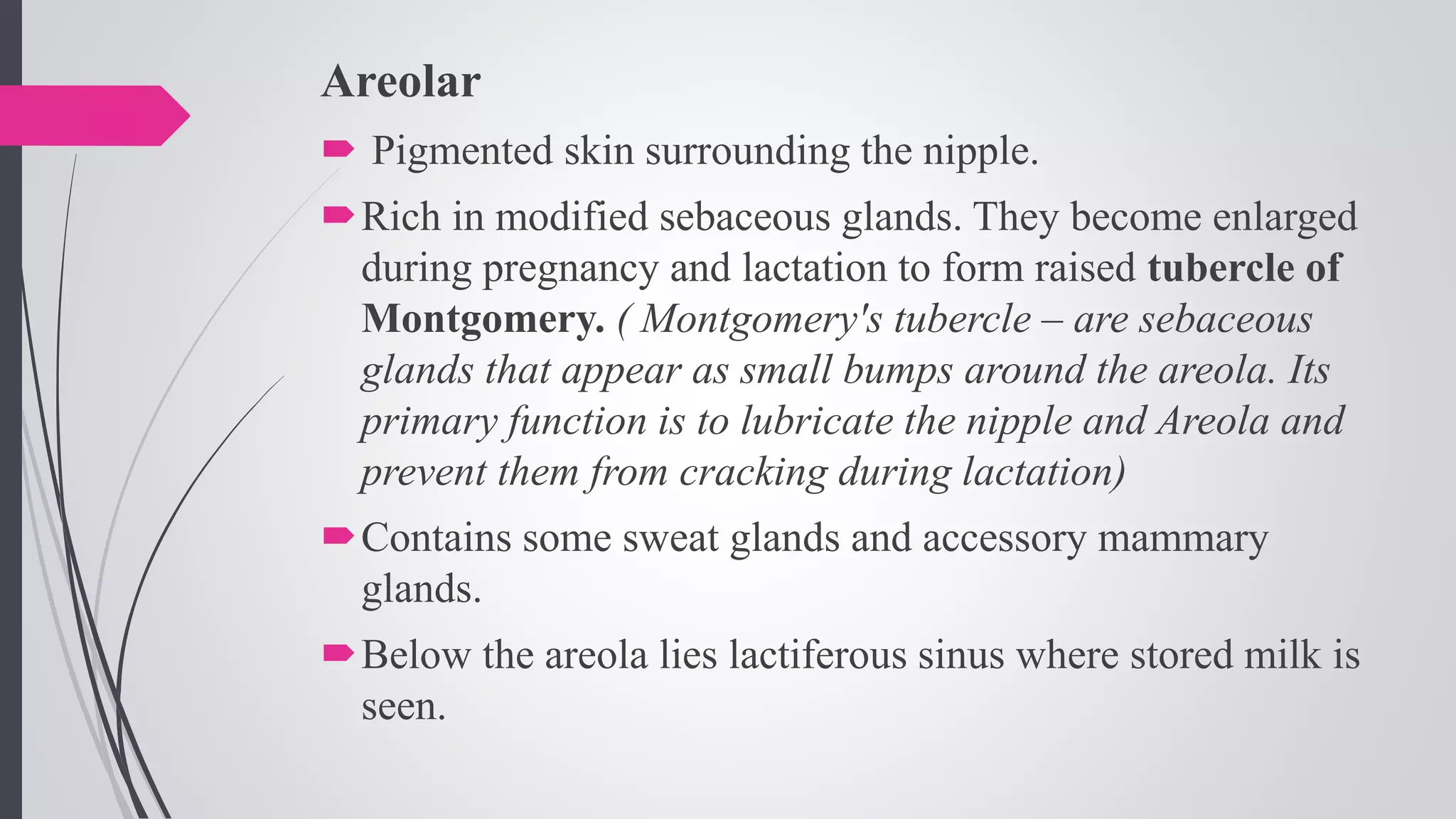 BREAST ANATOMY | PPTX
