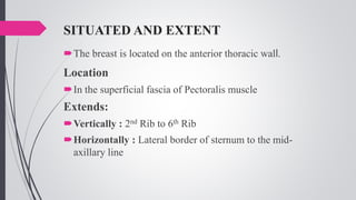 BREAST ANATOMY | PPTX