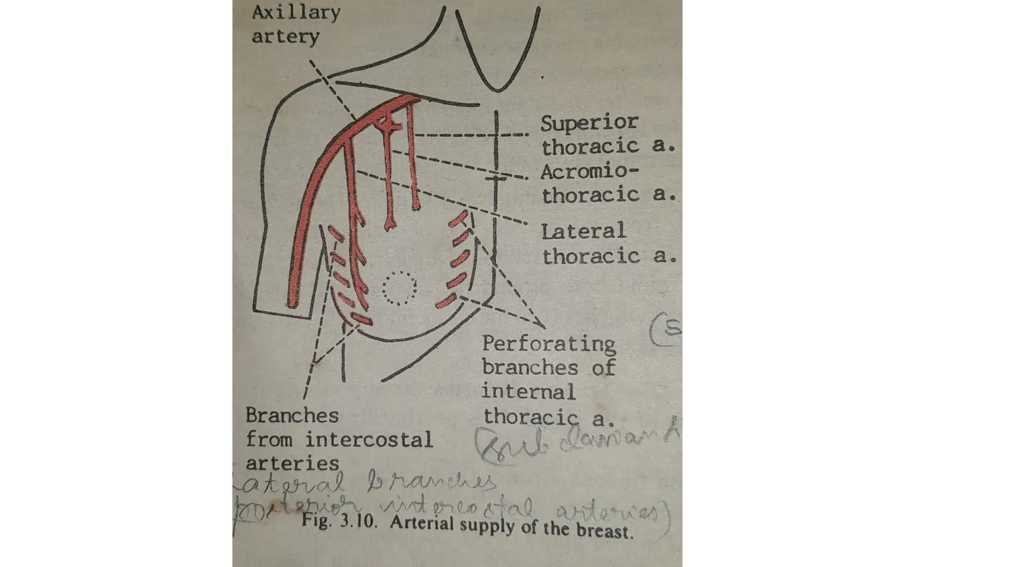 BREAST ANATOMY HISTOLOGY EMBRYOLOGY.pptx