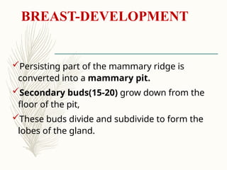 breast anatomy for UG and PG medical students.pptx