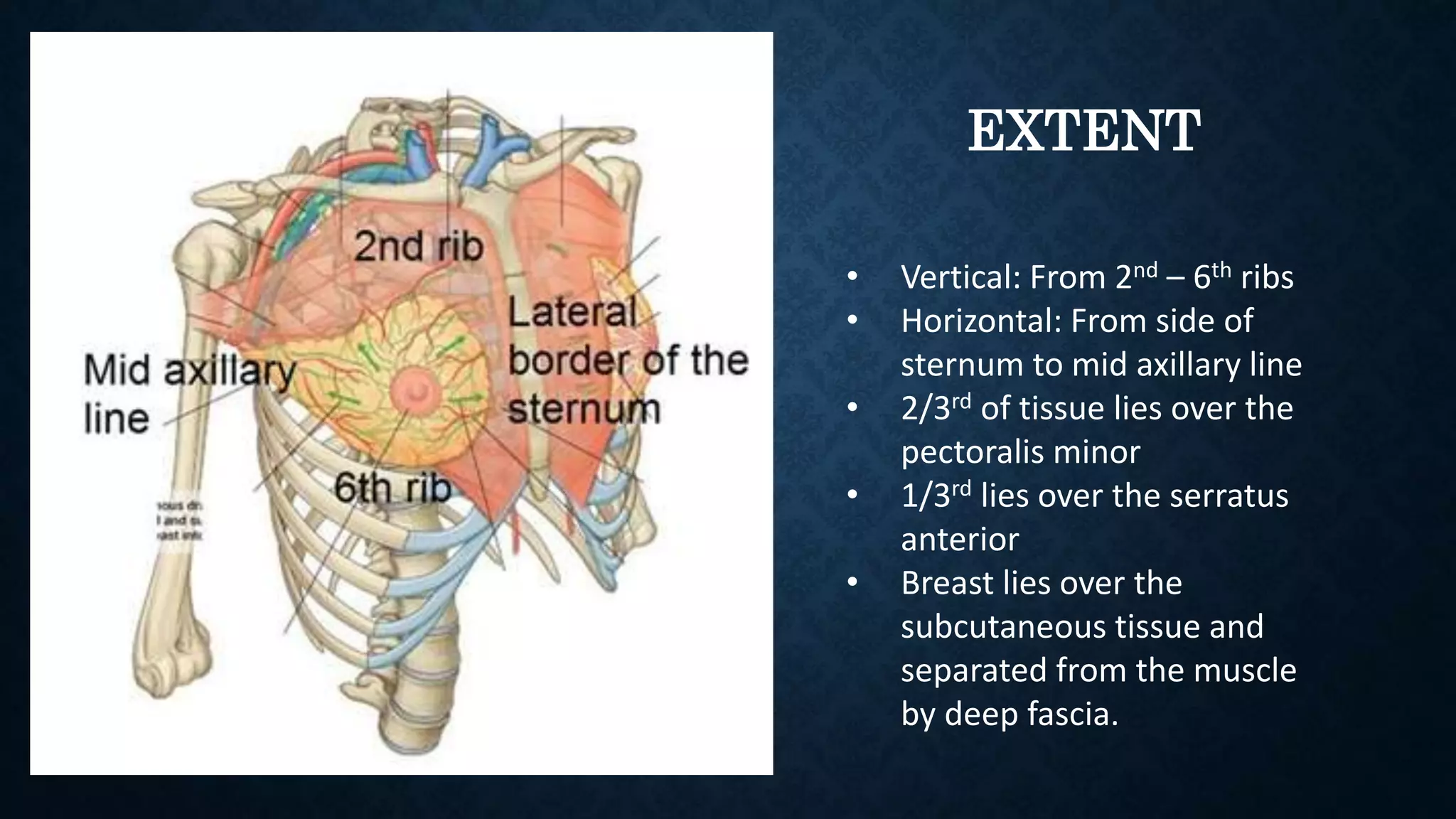 Breast anatomy, investigations and benign conditions