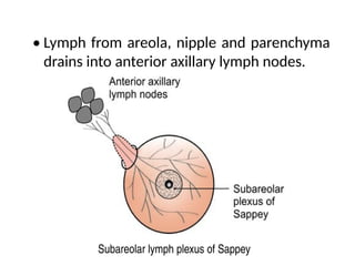 breast and lymphatic drainage.pptx.2025. | PPT