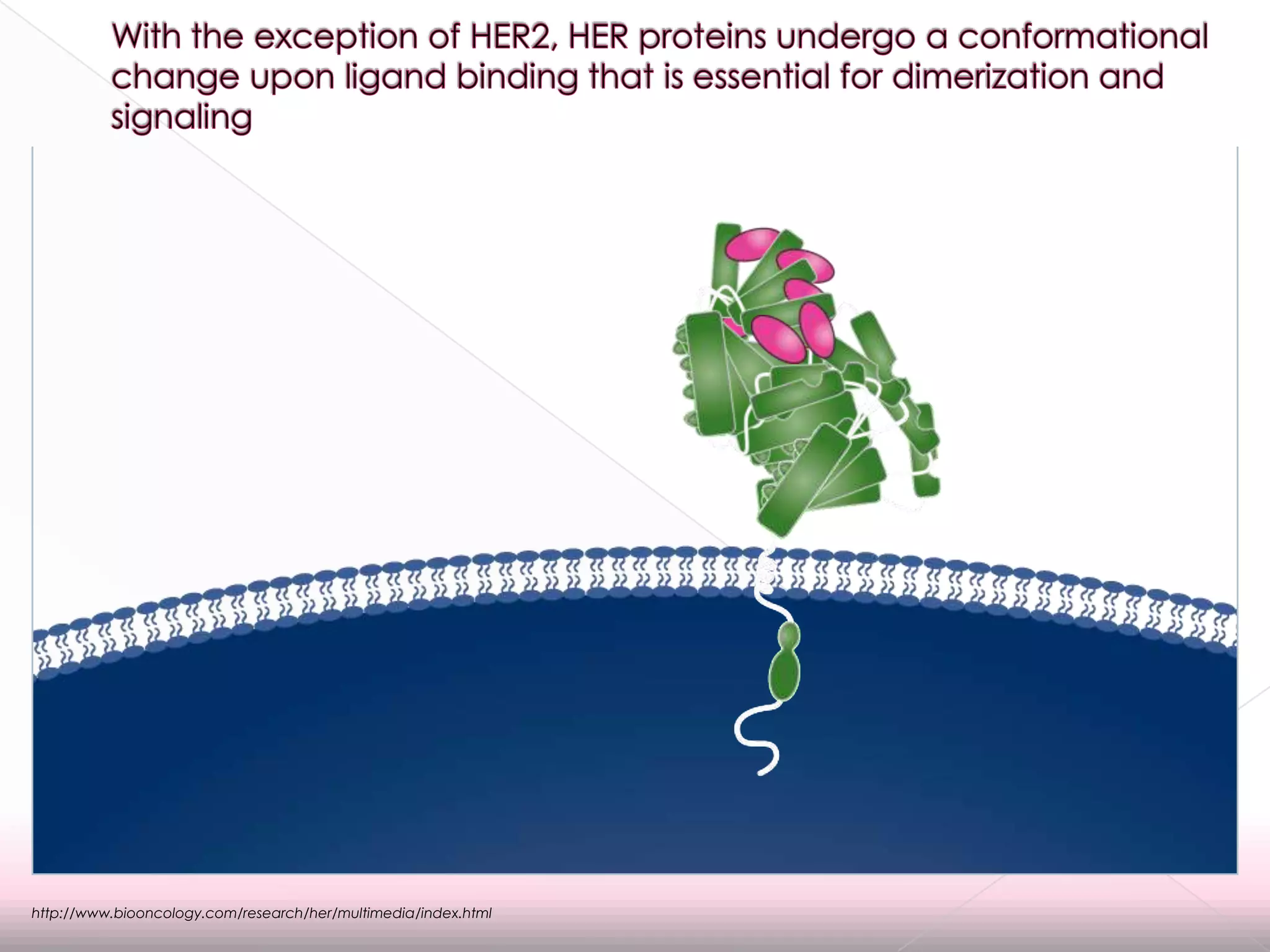 Breast Cancer - Molecular Basis of HER2+ Disease | PPTX