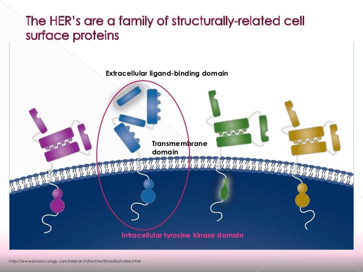 Breast Cancer - Molecular Basis of HER2+ Disease