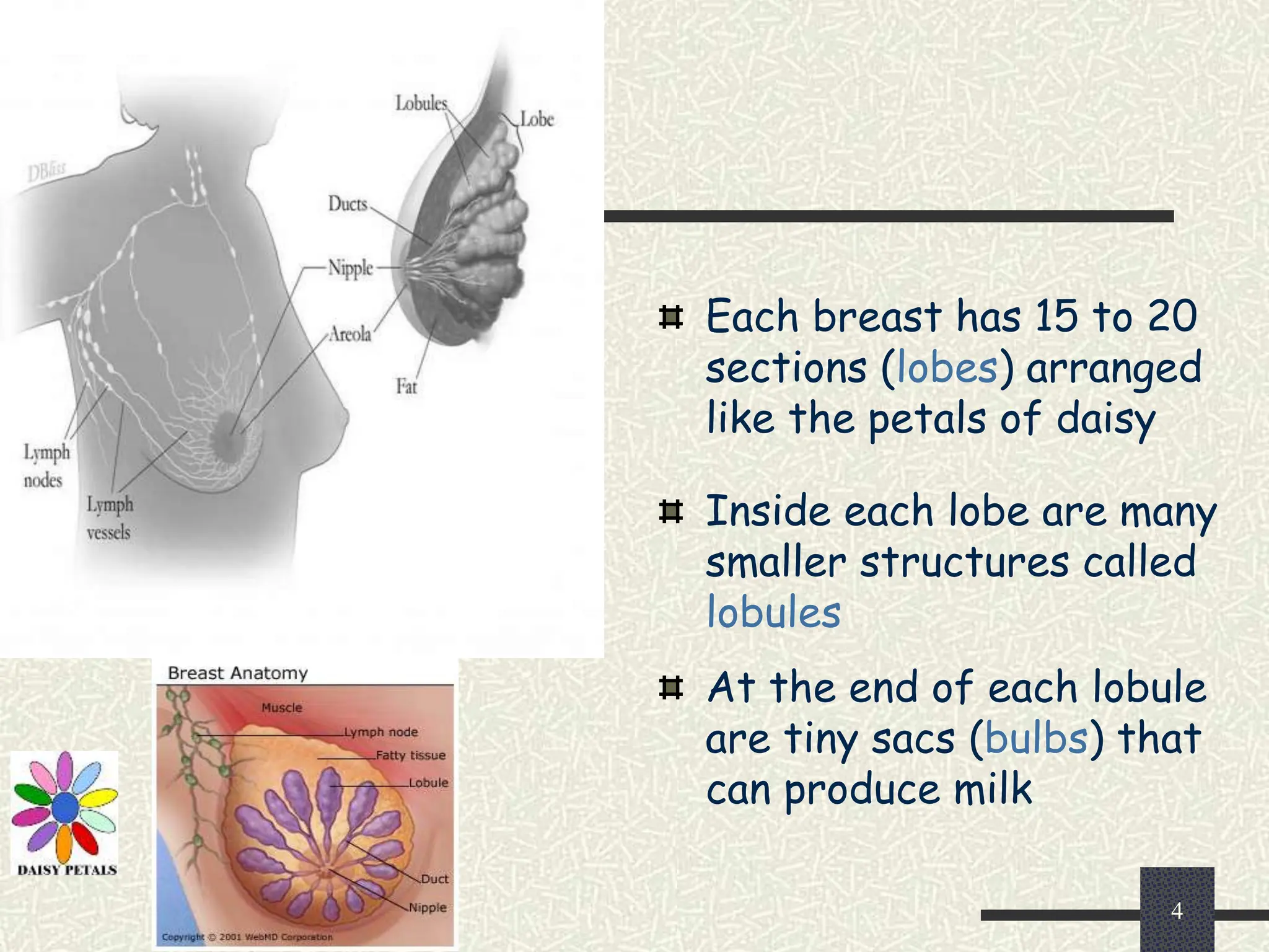 breastcancer breast cancer cancer ca.ppt