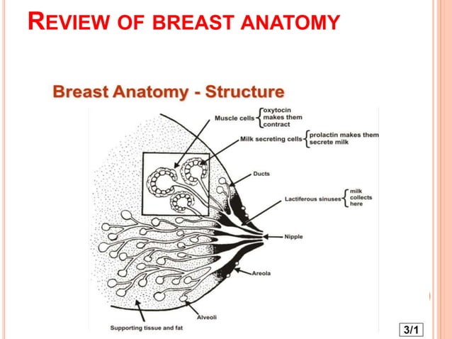 Breast cancer ppt | PPTX